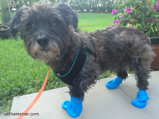 Jelly Wellies Rain Boots for Dogs | Oz the Terrier - Lifestyle Dog Blog