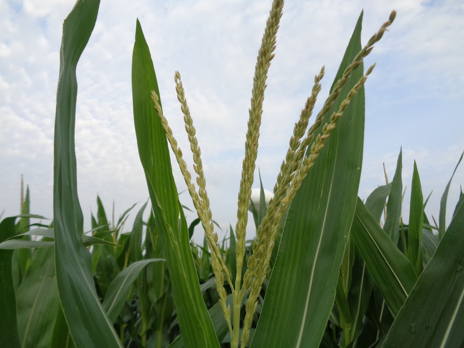 The Perennial Agriculturalist: maize and corn