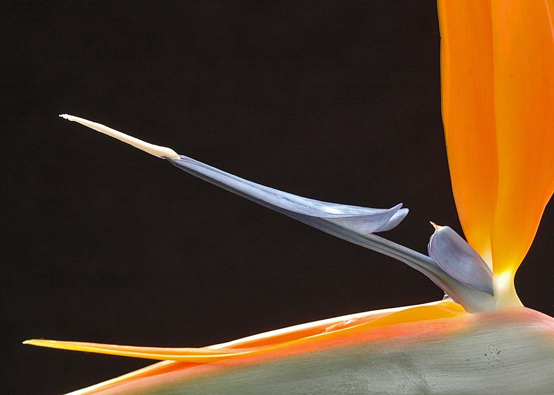 A Digital Botanic Garden: Bird of Paradise flower, Strelitzia reginae ...