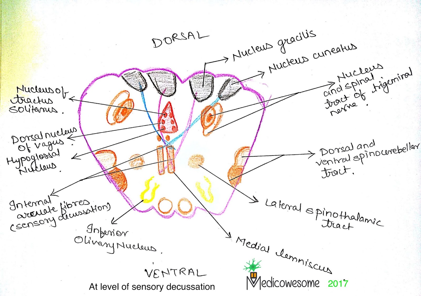 Medicowesome: Medulla (Fun Mnemonic Diagrams)
