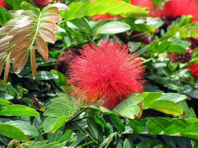 Cultura Guaraní: Niño Azoté
