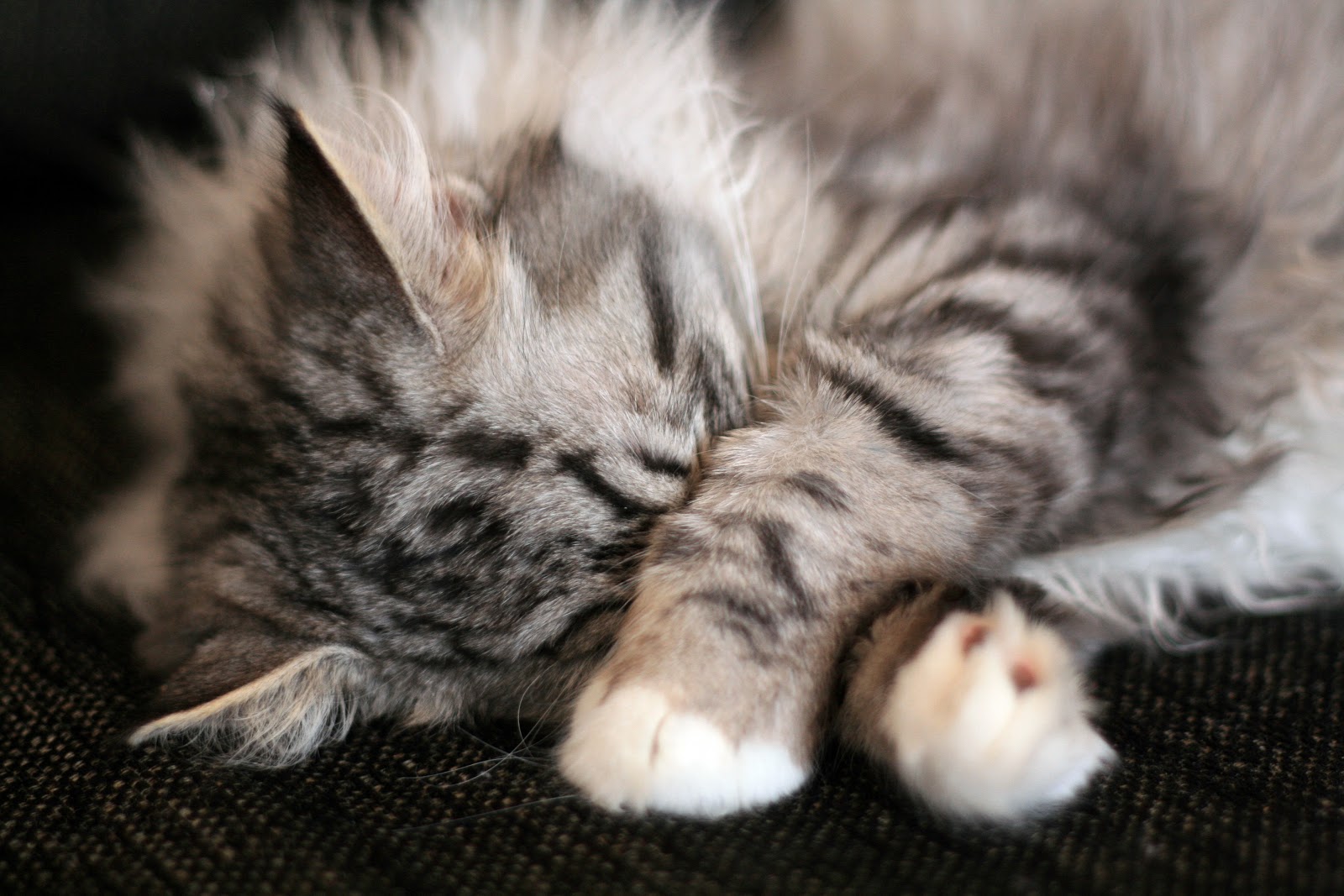 My little place: Lite mer kattbilder...