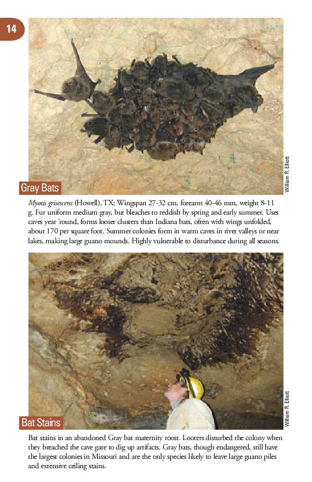 espeleobloc: A guide to Missouri's cave life.