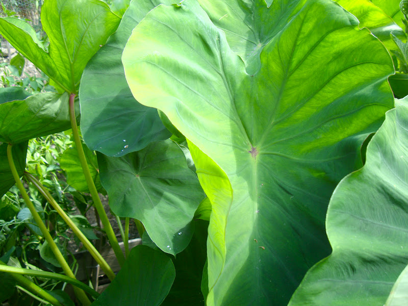Taste of Nepal: Karkalo-Gaava-Pidhaalu - Taro (कर्कलो-गाभा-पिँडालु)