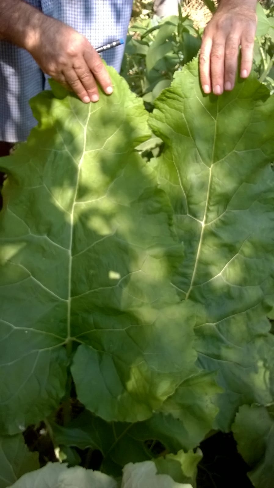 ekoVergel: Lampazo o bardana (GOBO)