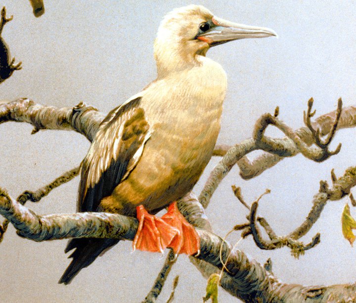 Maher Art Gallery: Robert Bateman paintings