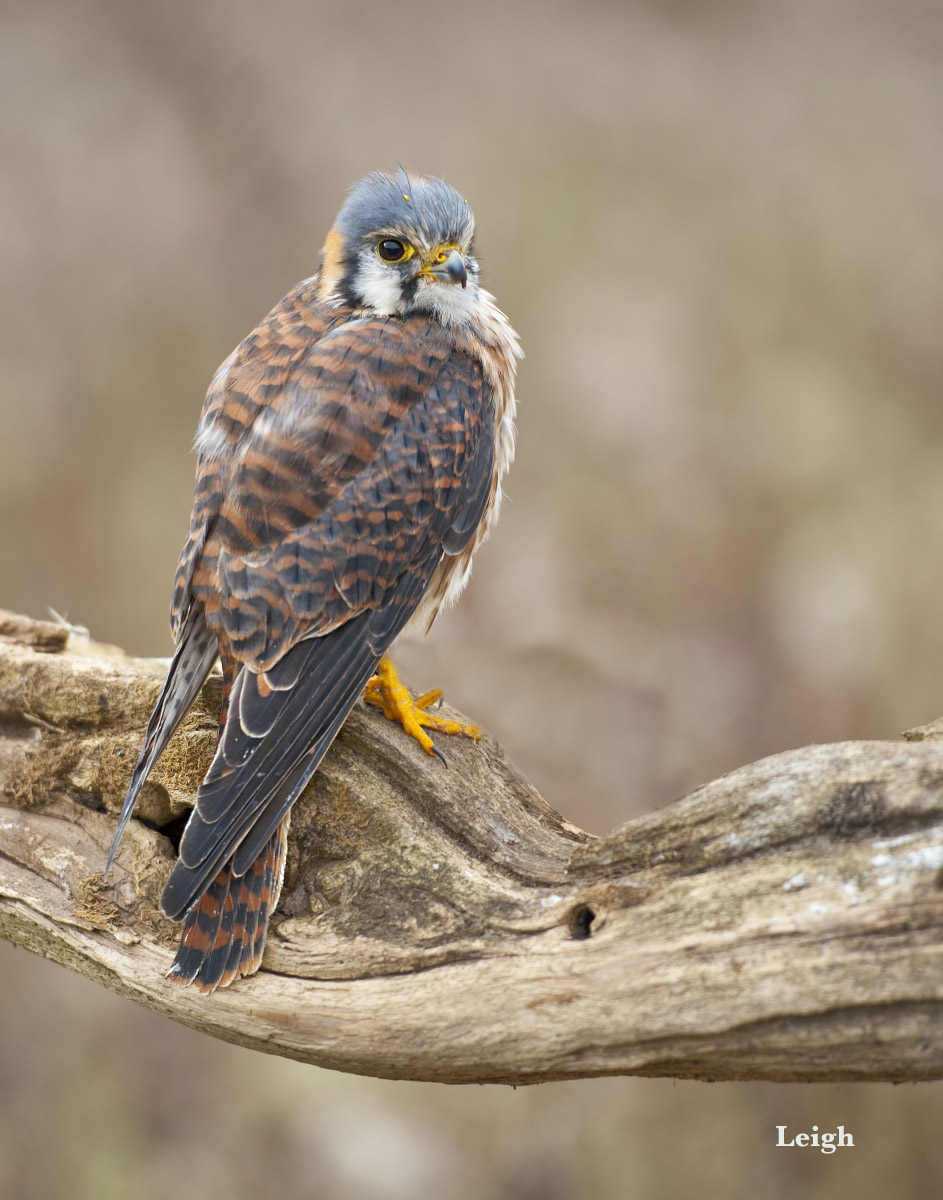 Raymond Barlow Photography: Thanks to Leigh Beird