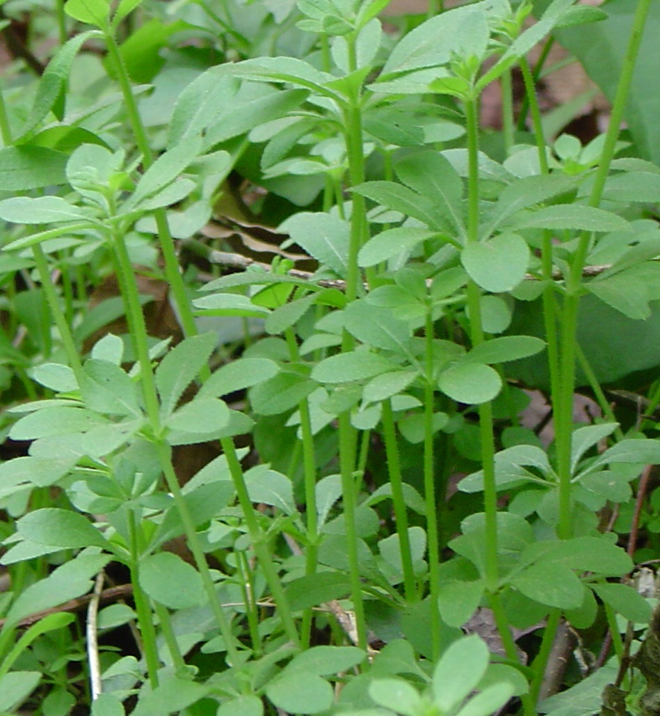 Cleaver, Galium aparine by Student Contributor Tracey Gulledge ...