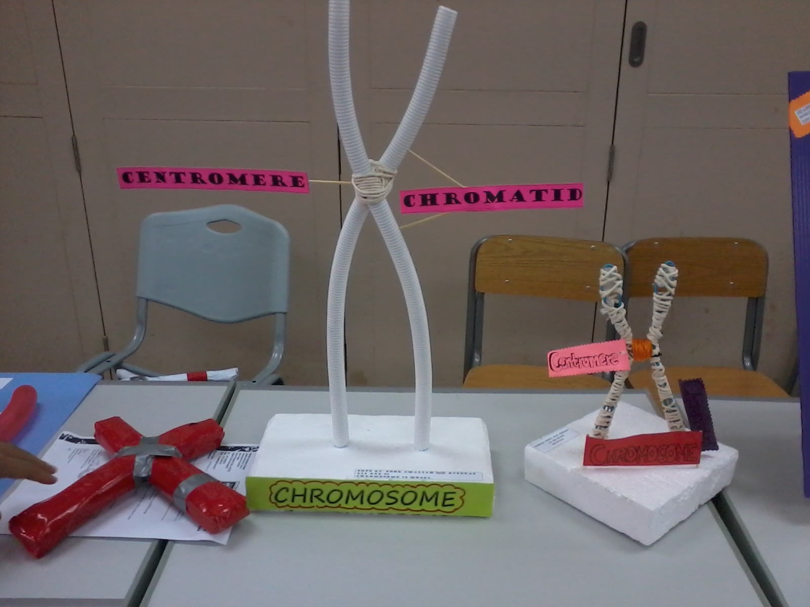 Share & Tell: Building a model of chromosome.