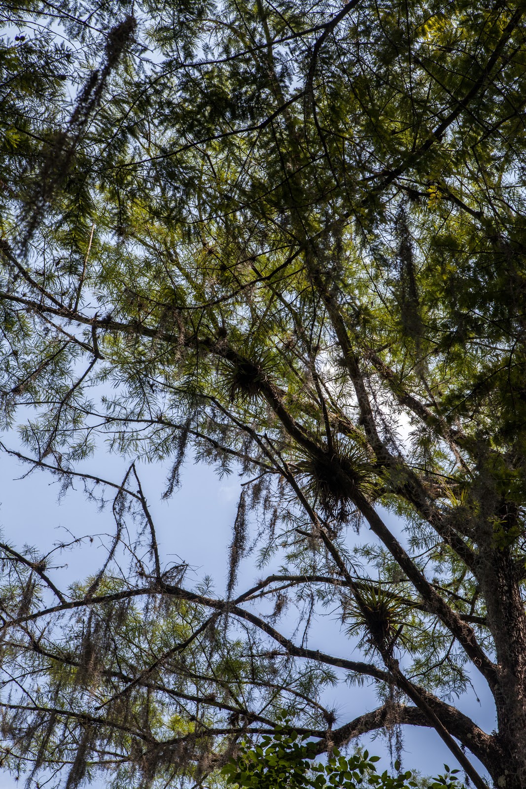 Wet and Wild Swamp Walks in Big Cypress National Preserve - Explore the ...