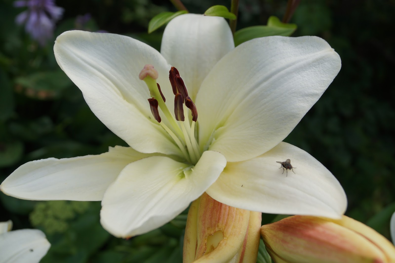 Lillians hage: Liljene - sensommerens dronninger - og om planting av liljer