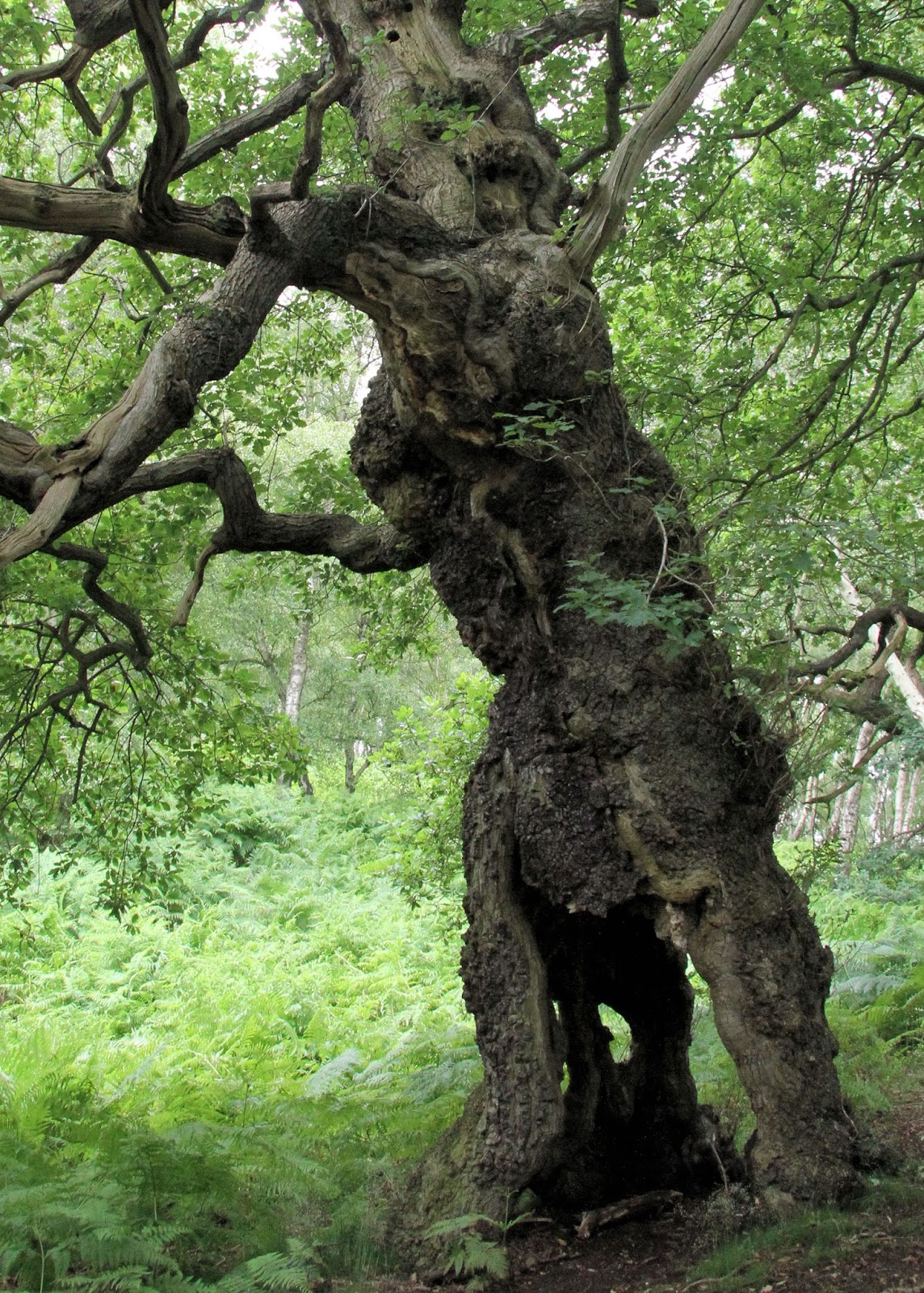 Birding with Flowers: A Weekend in Tolkien's Staffordshire