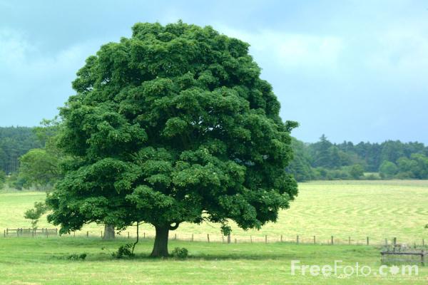All About Trees | All about plant