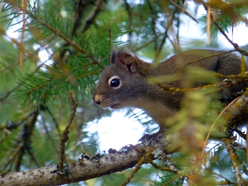 Rural Revolution: Cheeky chickaree