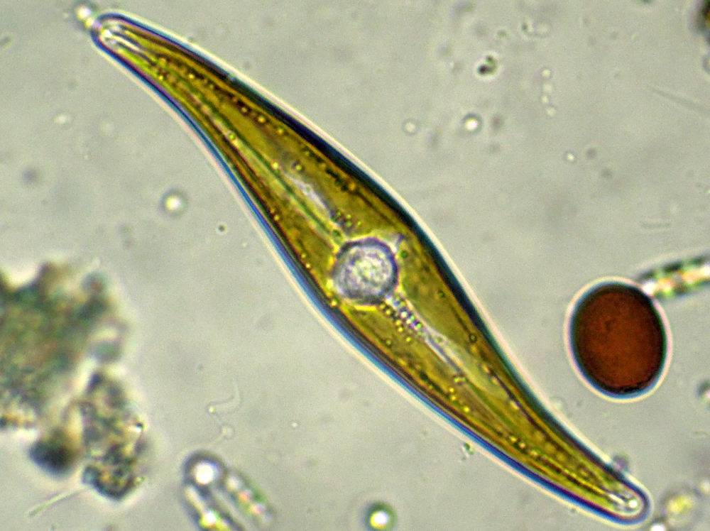 Il Microscopio