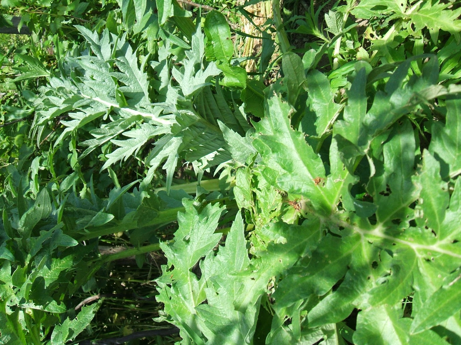 Anghinarea - Cynara scolymus | Intoarcerea la simplitate