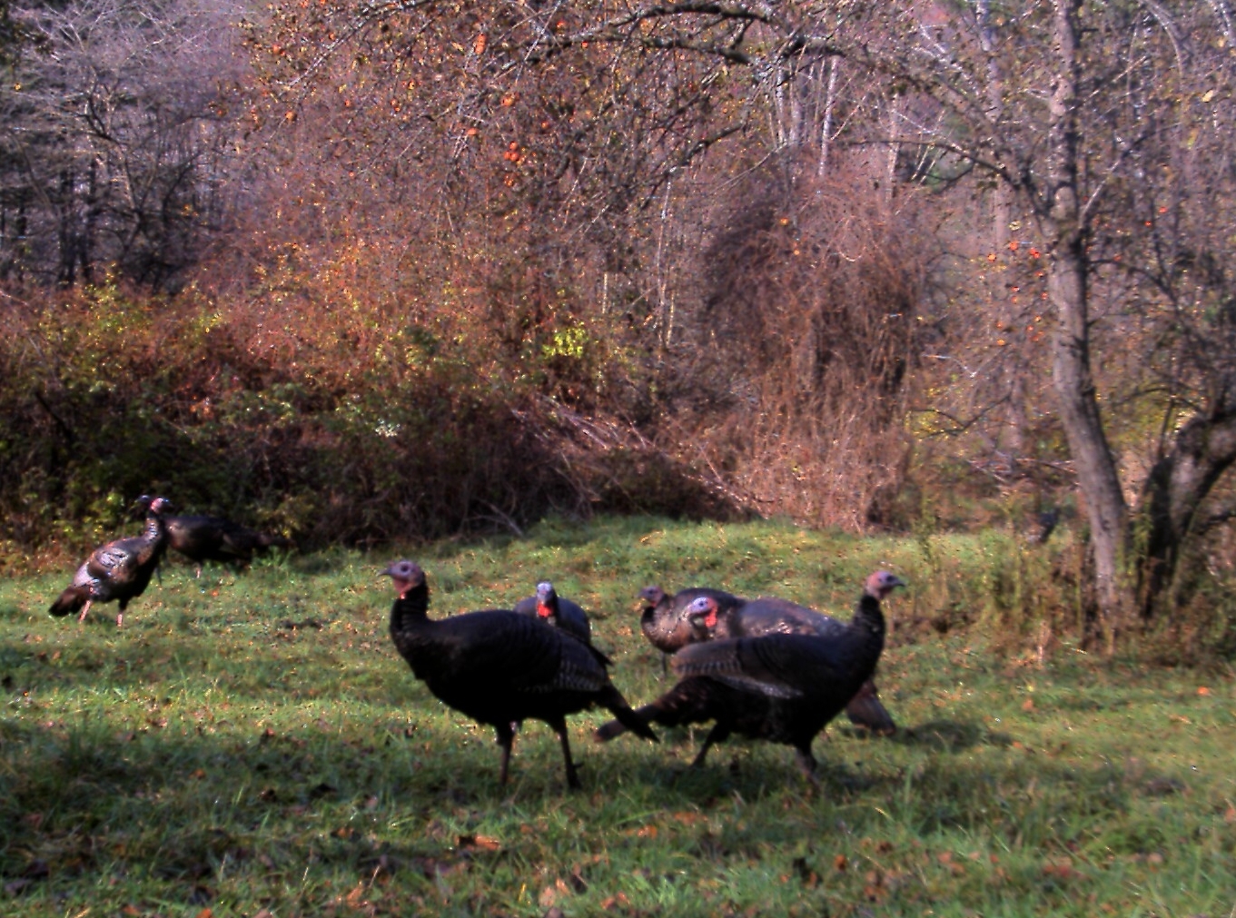Central Pennsylvania Forestry: PA Forests Web Seminar - Wild Turkey ...