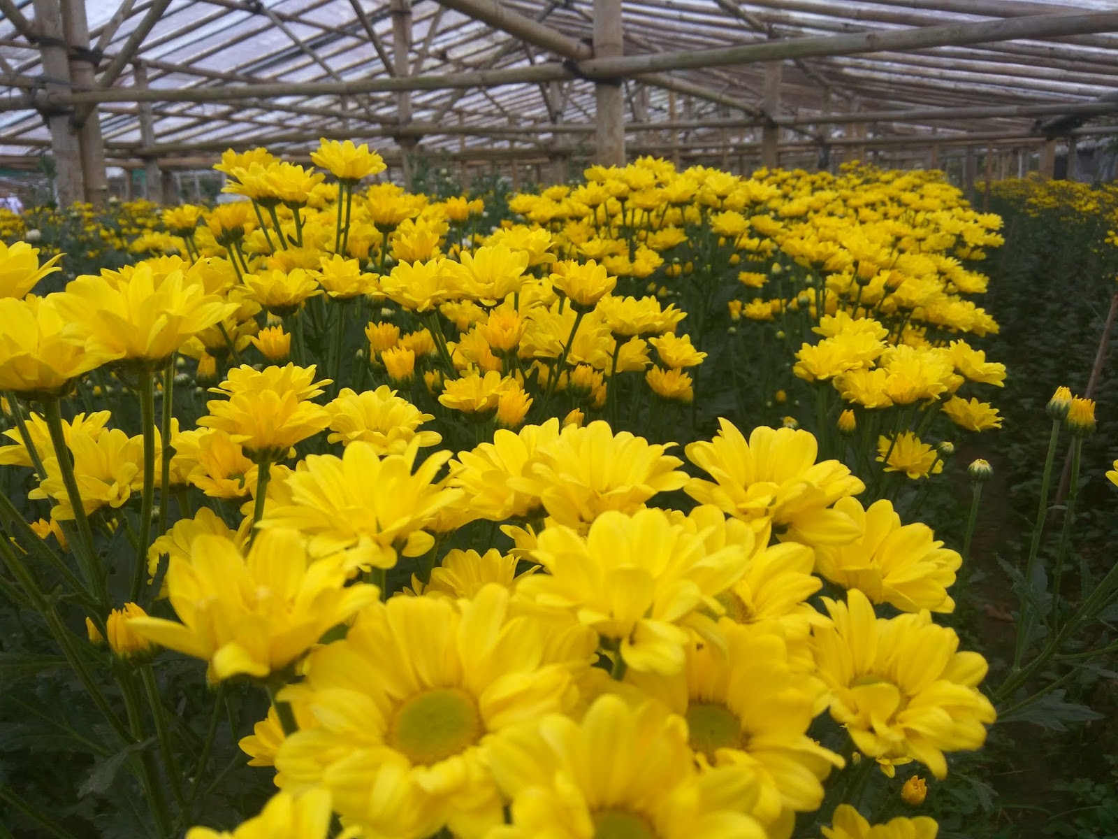 Budidaya/Cara Menanam dan Merawat Bunga Krisan/Aster Di Pot - Agrotani ...