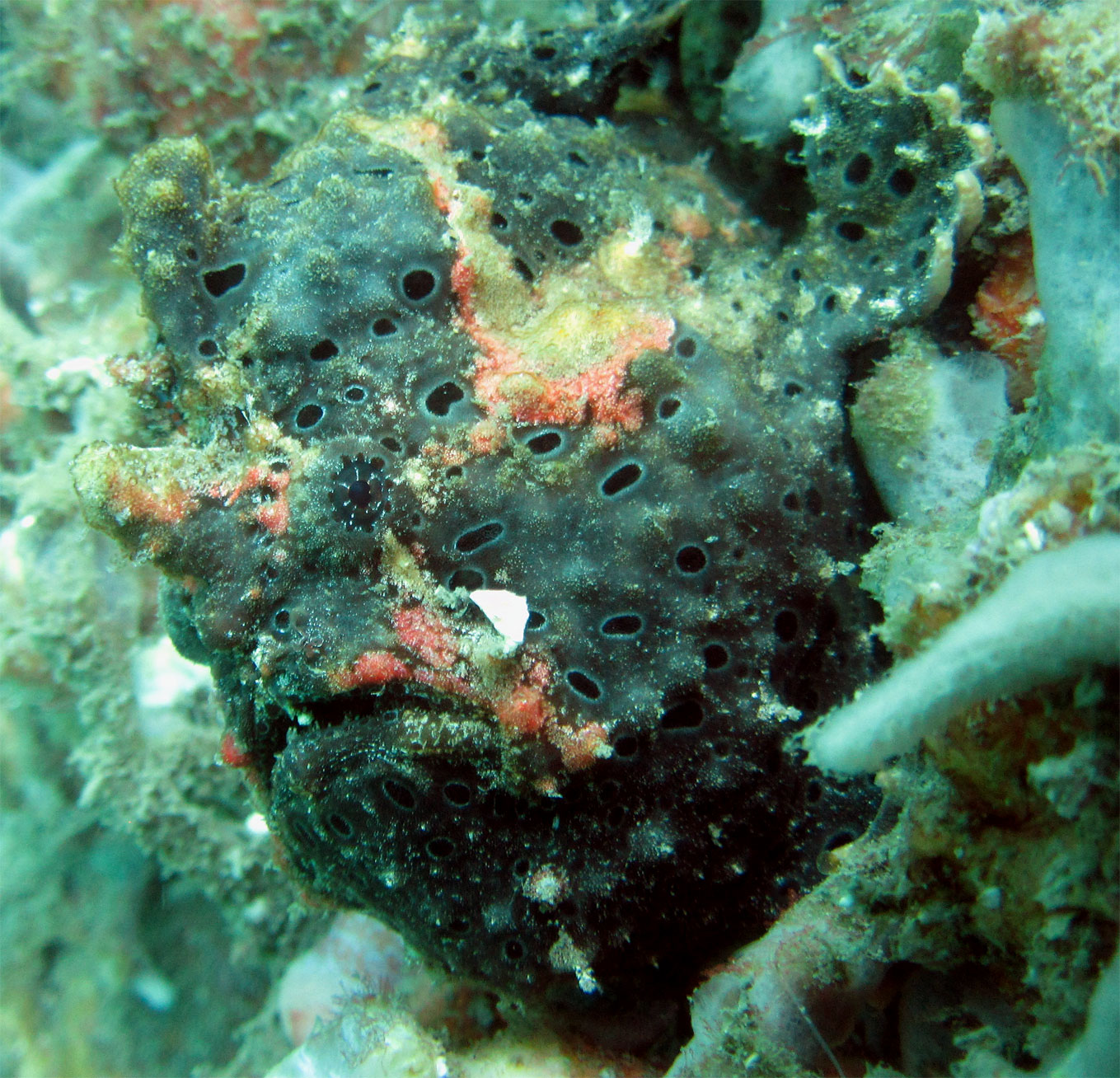 AQUATICHYK: PAINTED ANGLERFISH, Antennarius pictus