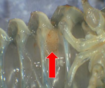 Medan CrayFish | CrawFish | Crawdad: Crayfish Plague / Crawfish Plague ...