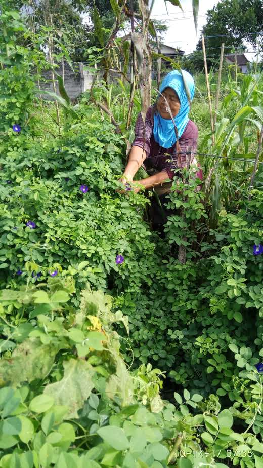 Beginilah 41+ Budidaya Tanaman Bunga Telang yang Lagi Viral - Informasi ...