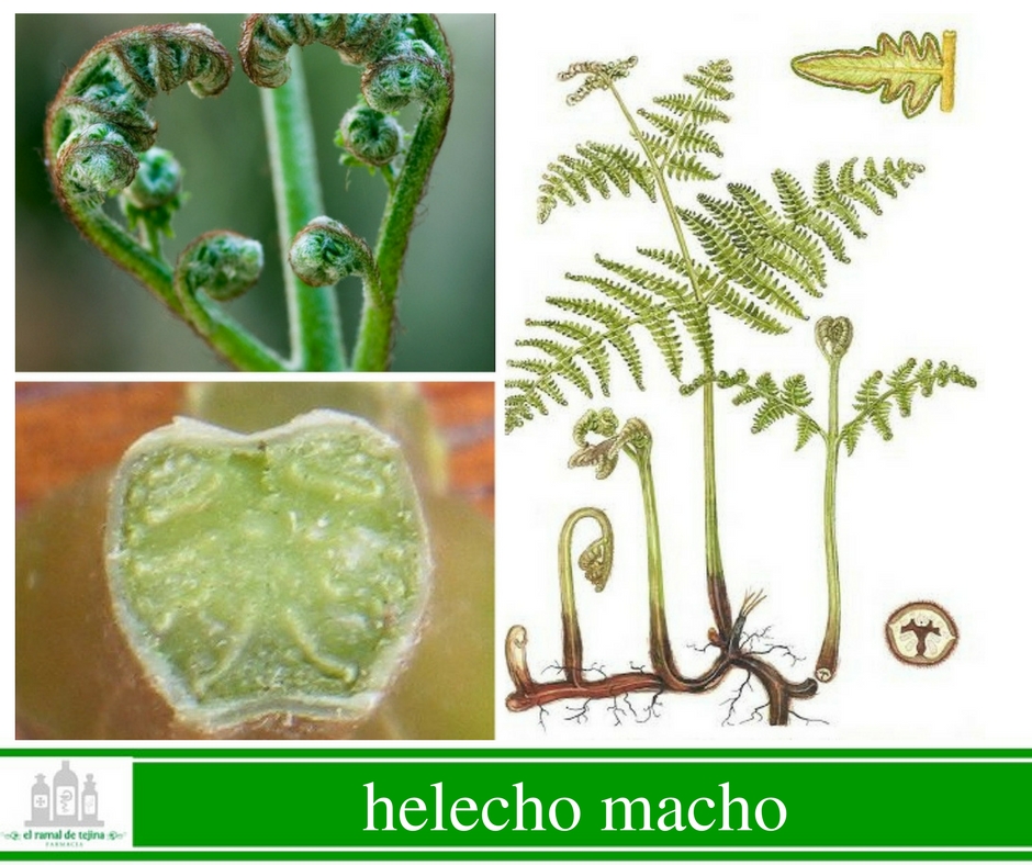 pastillero de salud: El origen divino de las plantas, los helechos