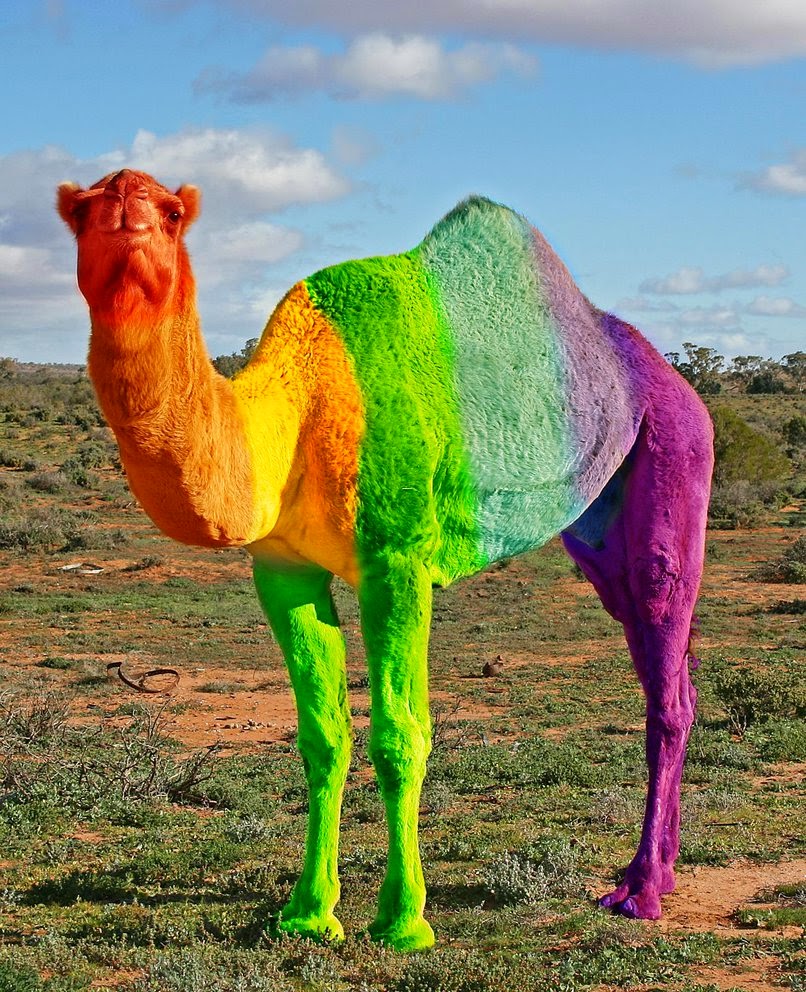 rainbow camel | we wear things - houston fashion blog | personal style blog