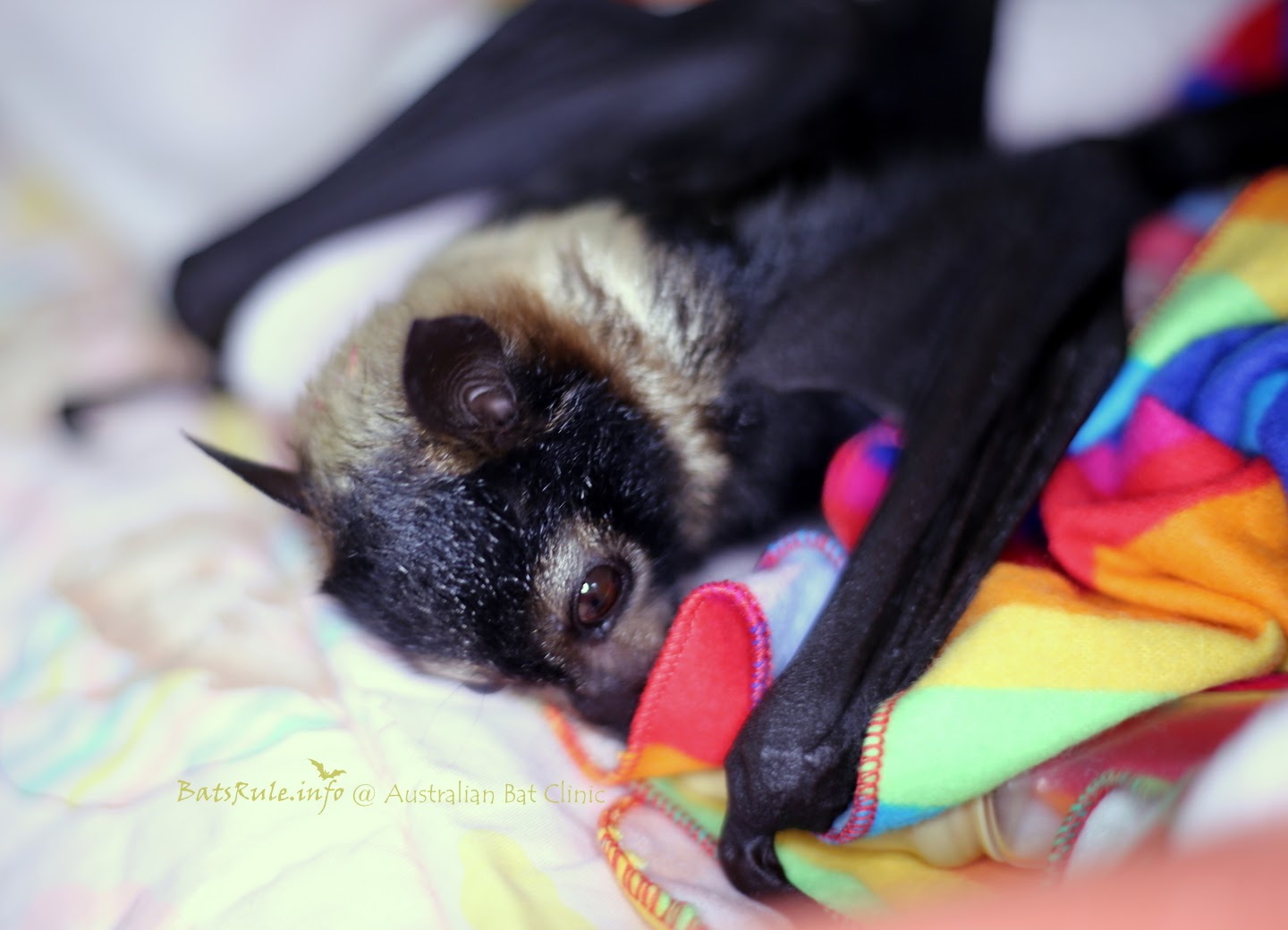 Rehab | Cairns Qld Megabat babies Spectacled in care, Pteropus ...