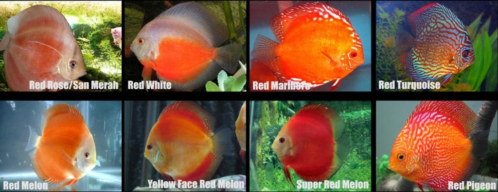 Nuansa Discus: Jenis-jenis Discus