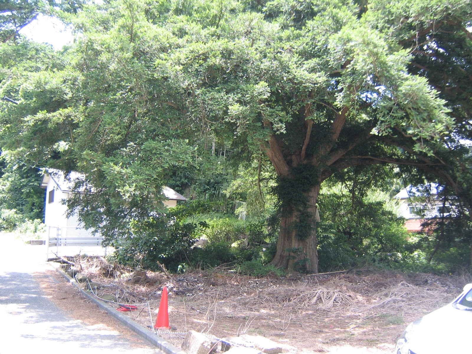 Adventure in Yokohama Citizen Forest: Nutty fall: finding chestnuts and ...