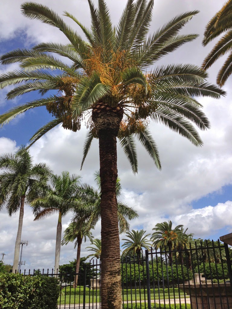 MARIETTE'S BACK TO BASICS: {Miami Hyatt House & Date Palm}