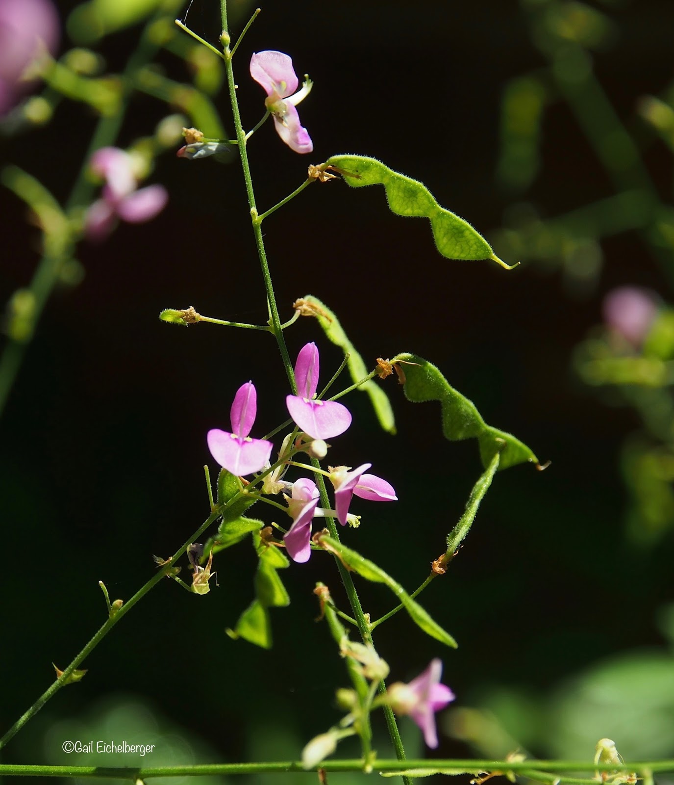 clay and limestone: Wildflower Wednesday: Desmodium paniculatum
