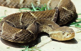 Yarara - Reptiles World