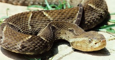 Yarara ~ Reptiles World