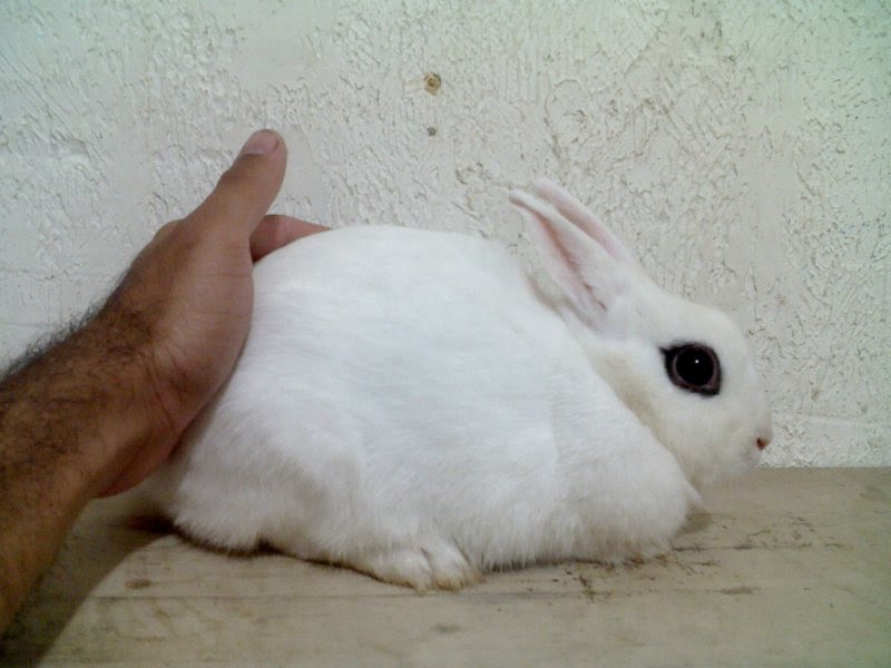 R & S Mini Coelhos: Dwarf hotot