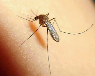 Riselda Morais: Aedes Aegypti ou pernilongo, aprenda a diferenciar as ...