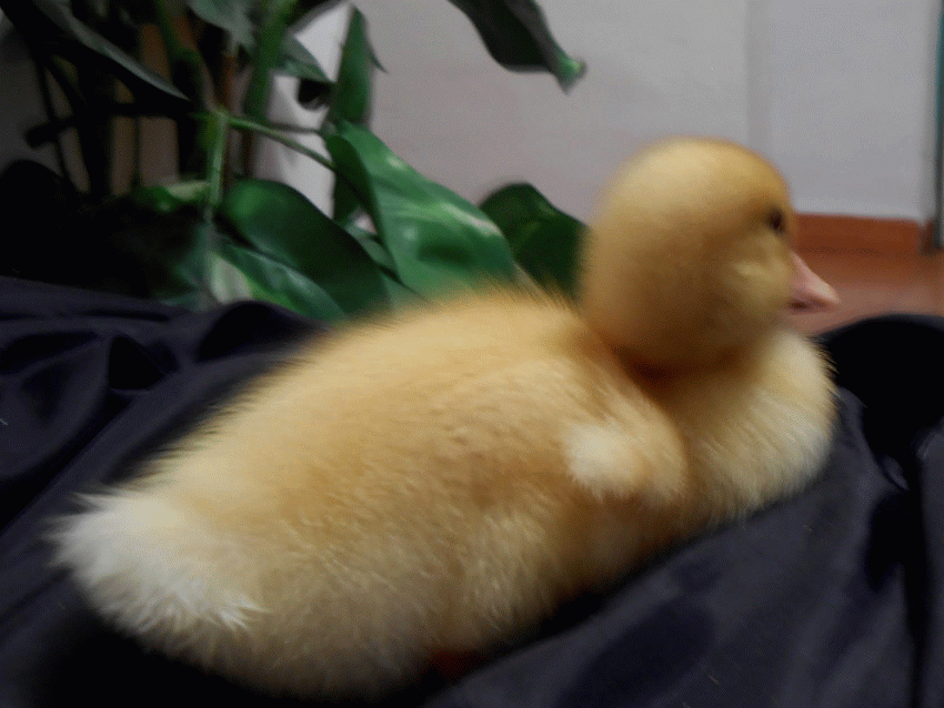 Simplemente soy yo: Patito patito color de café...