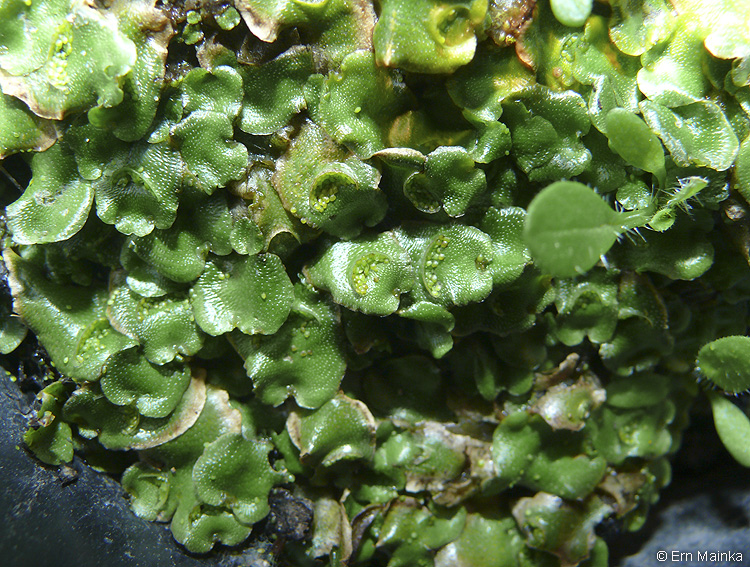 Info Tumbuhan - Jenis-Jenis Lumut (Bryophyta)