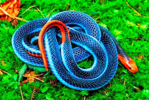 BIBOCA AMBIENTAL : COBRAS - COLORIDAS E BELAS