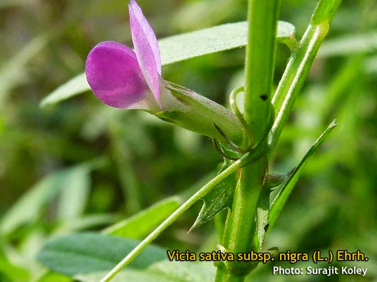 Medicinal Plants: Vicia sativa, Black-Pod Vetch, common vetch, narrow ...