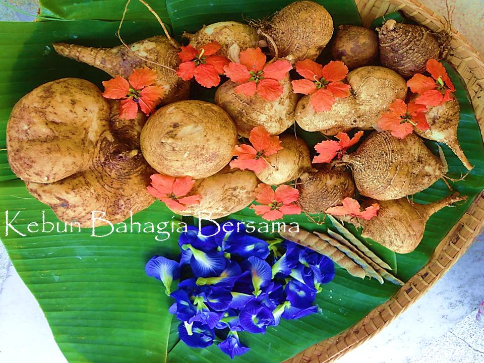 Kebun Malay-Kadazan girls: Kitaran Hidup Sengkuang (Seeds Give-Away)