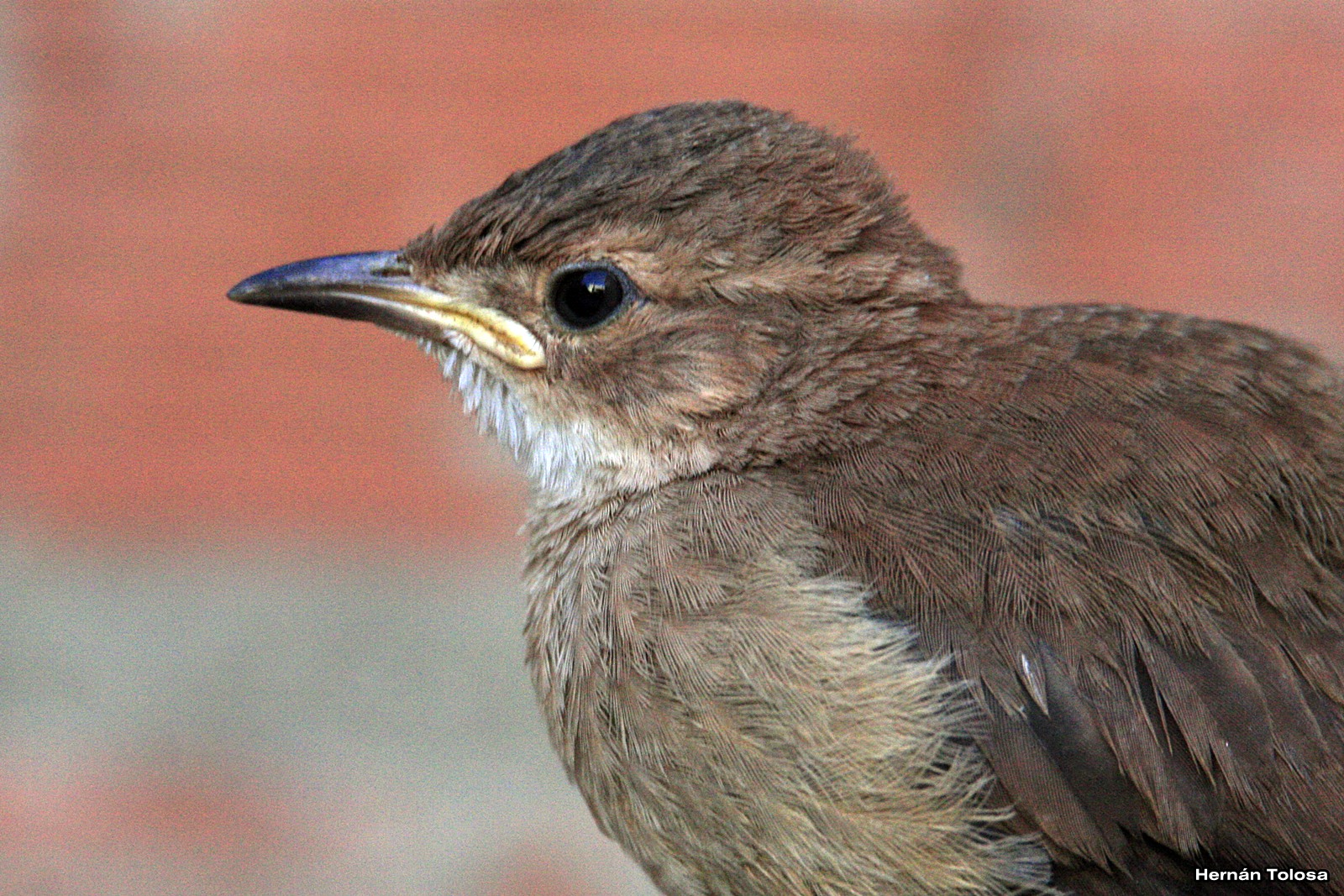Aves de Argentina: Historia de horneros