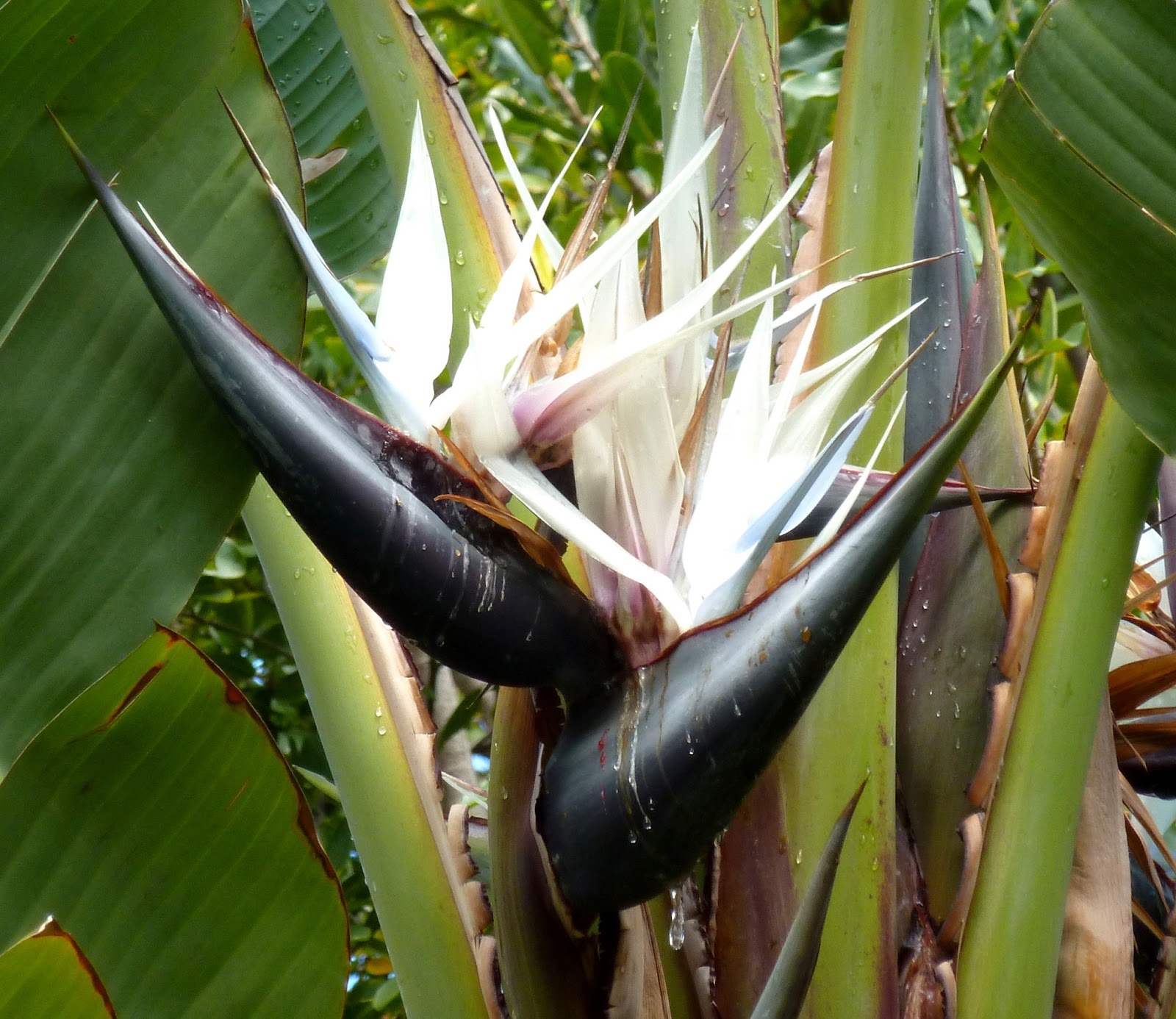 Árboles con alma: Strelitzia Alba (Strelitzia augusta)
