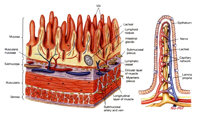 Face Bio Na-P67: 04/01/2011 - 05/01/2011