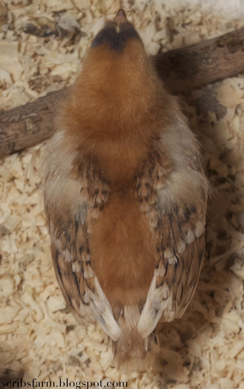 Scribs farm: Chicks 4 weeks