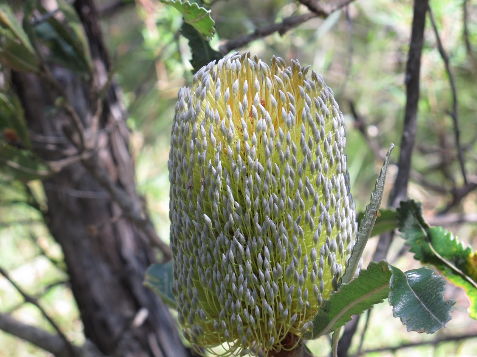 Old writer on the block: Wake up and smell the Banksias!