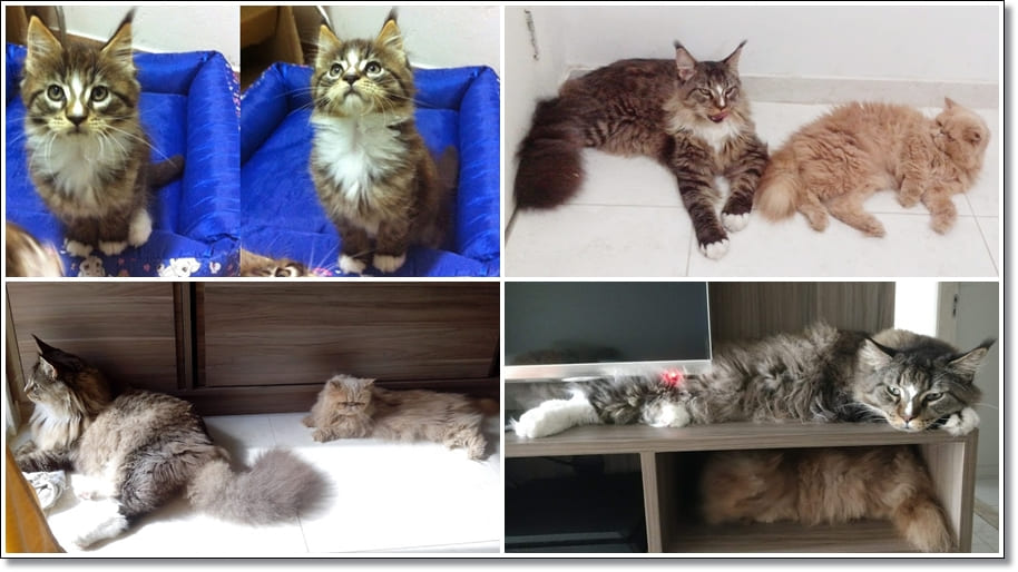 Como é ter um gato da raça gigante Maine Coon? Conheça o Logan, meu ...