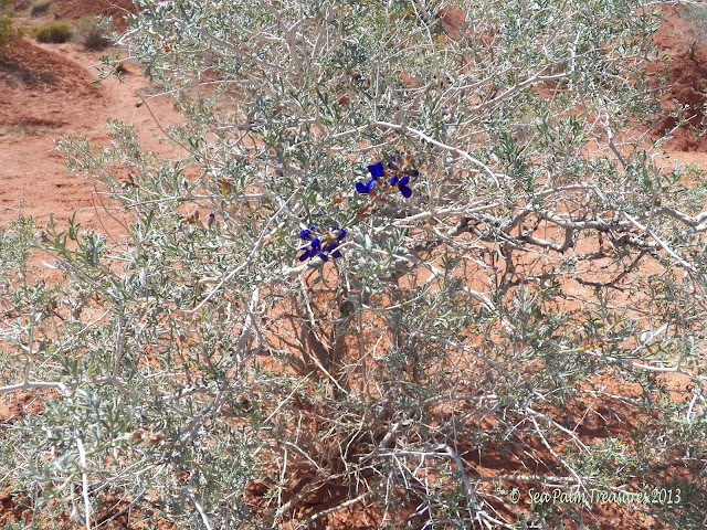 Sea Palm Treasures: Blue Desert Flowers