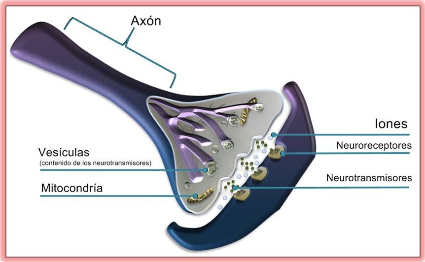 Sinapsis ~ Biopsicosalud