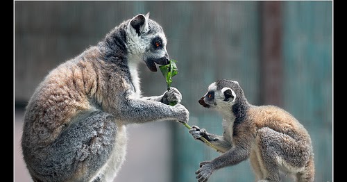 The Sheep Whisperer: Kindling Kindness!